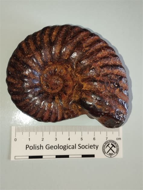 Ammonite Identification Fossil Id The Fossil Forum