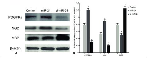 Effect Of Mir 24 On Opc Cell Differentiation A Western Blot Analysis Download Scientific