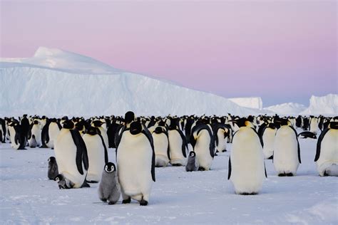 Satellite Reveals Emperor Penguins Survival Struggle Mirage News