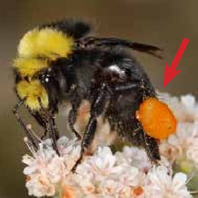 A Pollen Basket On A Bumble Bee Figure 28 The Flattened Plate Of A