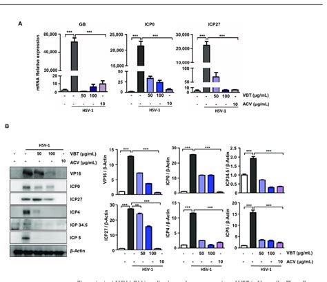 Anti Hsv 1 Dna Replication And Gene Expression Of Vbt In Vero Cells