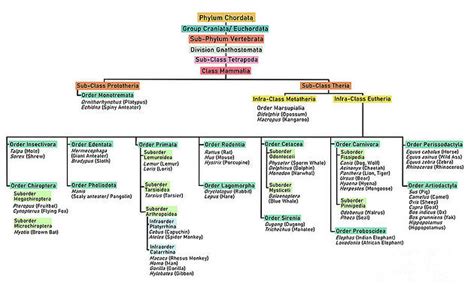 Classification Wall Art For Sale By Science Photo Library