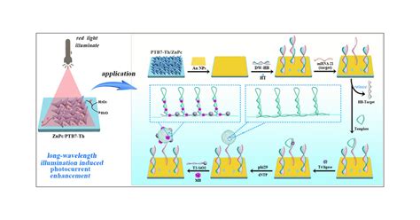Long Wavelength Illumination Induced Photocurrent Enhancement Of A Znpc