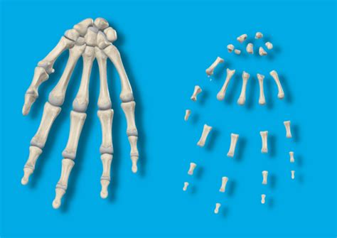 ️ Hueso Hioides Huesos Cuerpo Humano