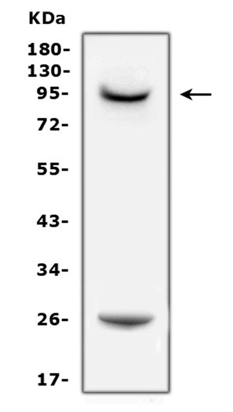 Prolactin Receptorprlr Antibody