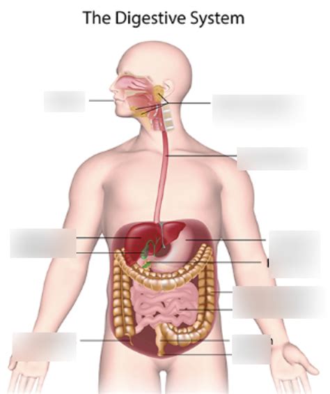 Diagram Of Digestion Exam Quizlet