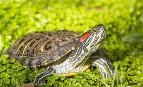 Comment élever Une Tortue Deau Douce Les Chiens Ne Font Pas Des Chats