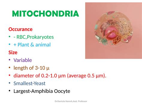 Mitochondria Structure And Functions Ppt
