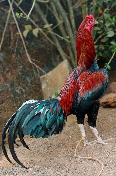 Red And Blue Rooster Standing In The Dirt Game Rooster Breeds Big