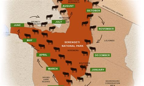 Wildebeest Migration Route Guide Path And Movements