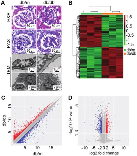 microarray analysis revealed degs between db db mice and db m mice a download scientific