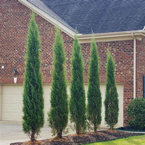 Taylor Juniper Slim Elegant Privacy Evergreen 4ft 5ft Available