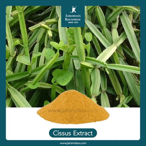 Manufacturer Of Cissus Quadrangularis Extract Hadjod Extract
