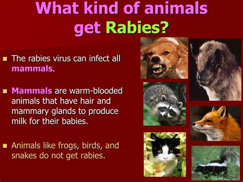 Why Do Foxes Have Rabies At Robin Clark Blog