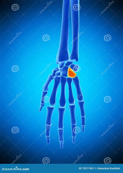 The Hamate Bone Stock Illustration Illustration Of Bone 73211901