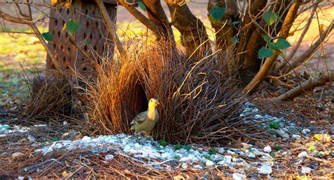 Bower Bird Nests Images At Milla East Blog