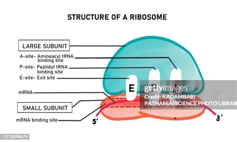 The Structure Of The Ribosome Infographics Vector