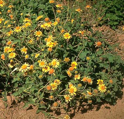 Simsia Calva Awnless Bush Sunflower Lonestar Nursery Lone Star