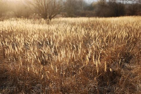Dry Grass Field Background