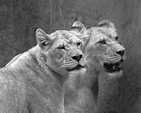 Lioness Sisters In Pose Smithsonian Photo Contest Smithsonian Magazine