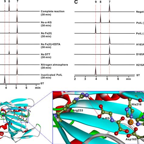 The Structure Gene Cluster And Revised Cpoaa Pathway Of Polyoxin A