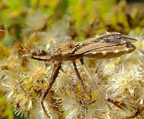 Spined Assassin Bug Fontenelle Forest Nature Search Fontenelle Forest Nature Search