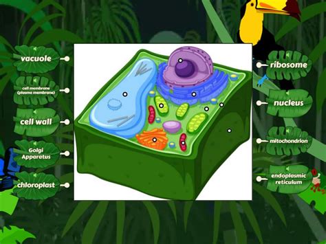 Plant Cell Structure Labeling ラベル付きの図