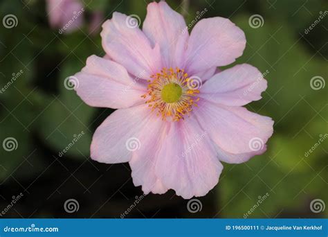 Pink Japanese Anemone Stock Image Image Of Close Beautiful 196500111
