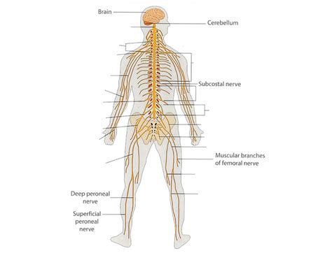 Nerves Along The Spinal Cord — Printable Worksheet