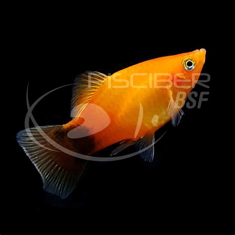 Platy Mickey Mouse Sunset Pisciber Bsf