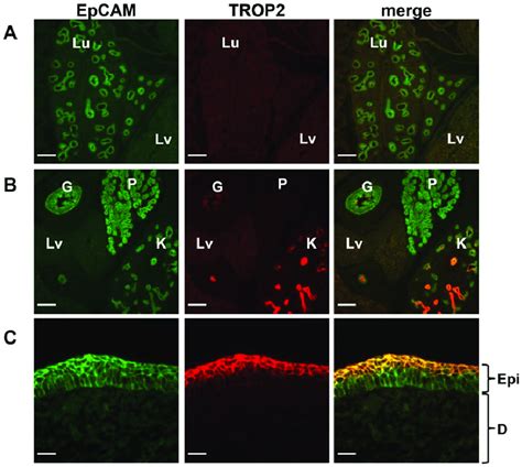 Expression Of Trop2 And Epcam In Mouse At E14 5 A C Immunostaining Download Scientific