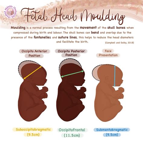 The Anatomy Of The Vulva By Student Midwife Studygram Facebook