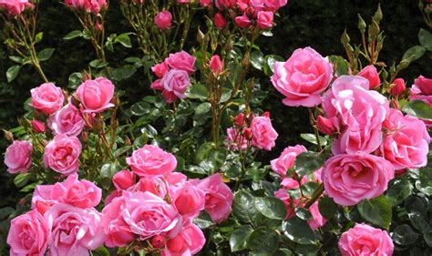 Homemade Rose Plant Fertiliser Recipe To Boost Flowering And Growth