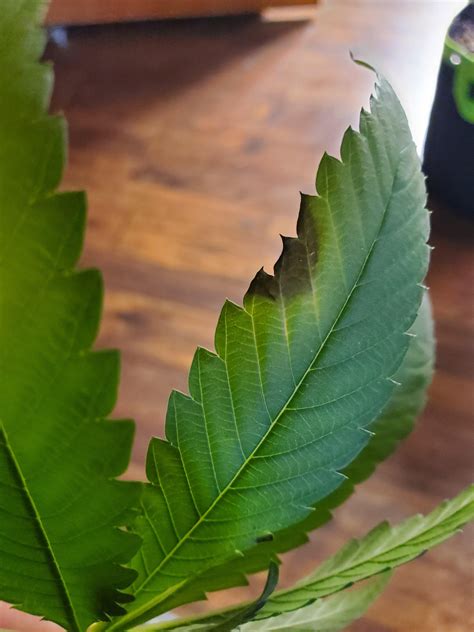 Bud Rot Problems R Cannabisgrowers