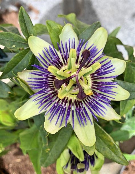 Kwiat Owoc Passiflora Zdjęcie Stock Obraz Złożonej Z Owoc 7204204