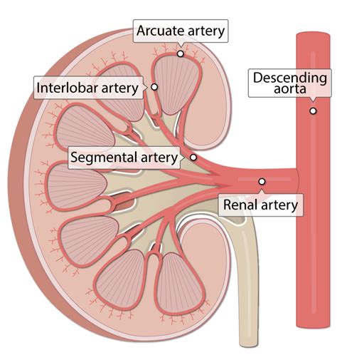 Renal Resistive Index Home