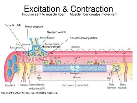 Ppt Muscular System Powerpoint Presentation Free Download Id3094170