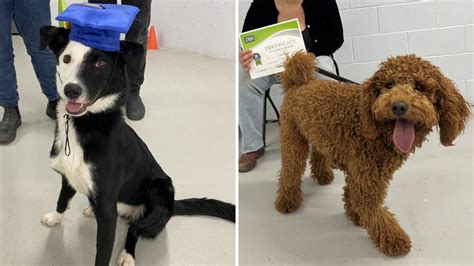 Teaching Your Dog The Basics Enroll In Our Foundation Skills Training