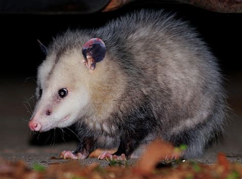 Zariguella Fauna Encenillos De Sinadamanoy · Inaturalist