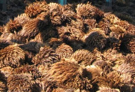 Biomass Industrial Innovative Projects Efb Briquetting For Bioenergy And Other Purposes