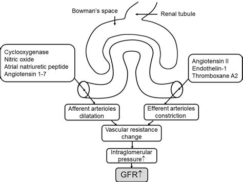 Update On Pathogenesis Of Glomerular Hyperfiltration In Early Diabetic