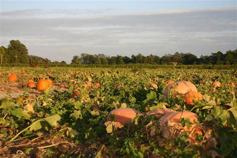 Mr Peppers Pumpkin Patch Laurel De