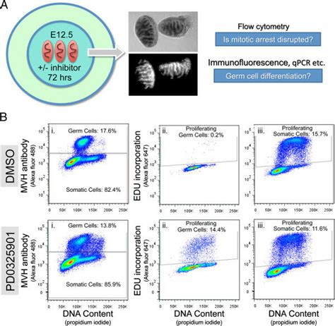Screening Germ Cell Development Using Organ Culture And Flow Cytometry