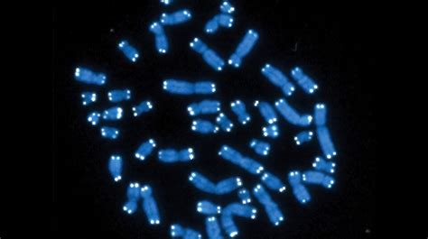 The Role Of Fungi In Decomposition And Ecosystems
