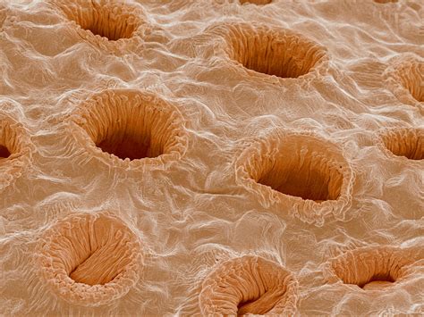 Plant Pores Sem Photograph By Susumu Nishinaga