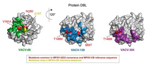 Mapping Mutations Observed In Mpxv 2022 And Mpxv Cb On The Structure Download Scientific