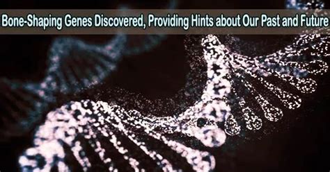 bone shaping genes discovered providing hints about our past and