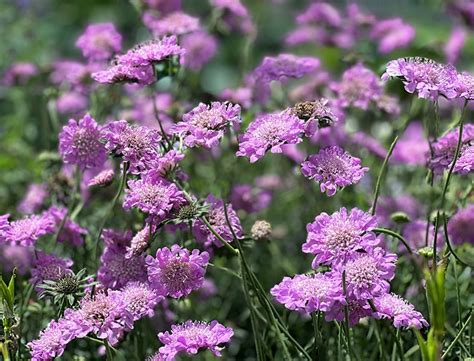 How To Grow And Care For Scabiosa A Comprehensive Guide