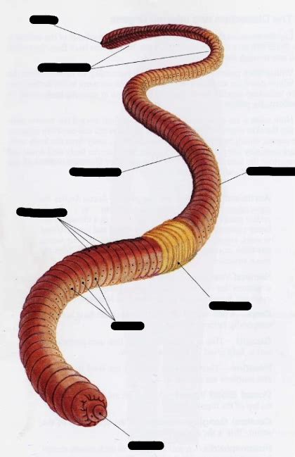 Earthworm External Diagram Quizlet