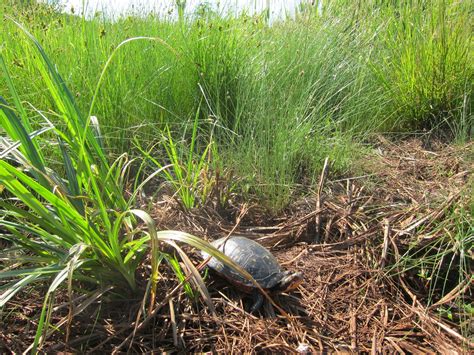 Pollinator Garden — Sakonnet Garden